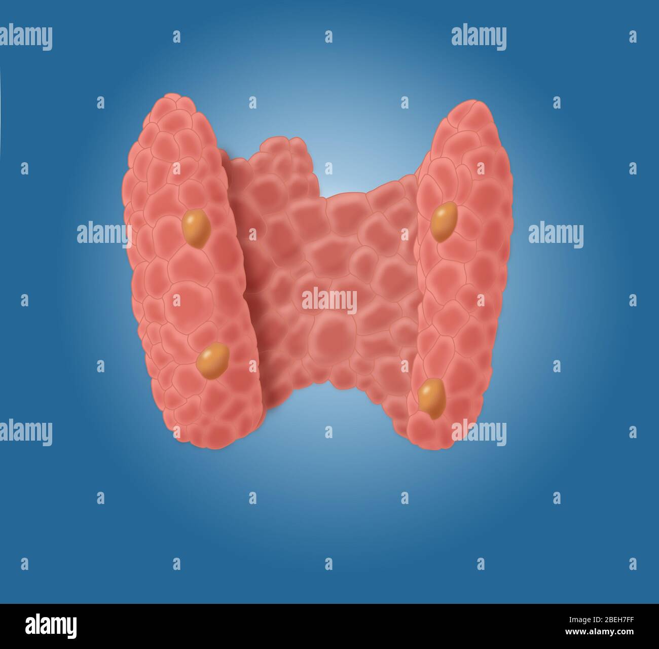 Que es el sistema endocrino Banque de photographies et d’images à haute ...
