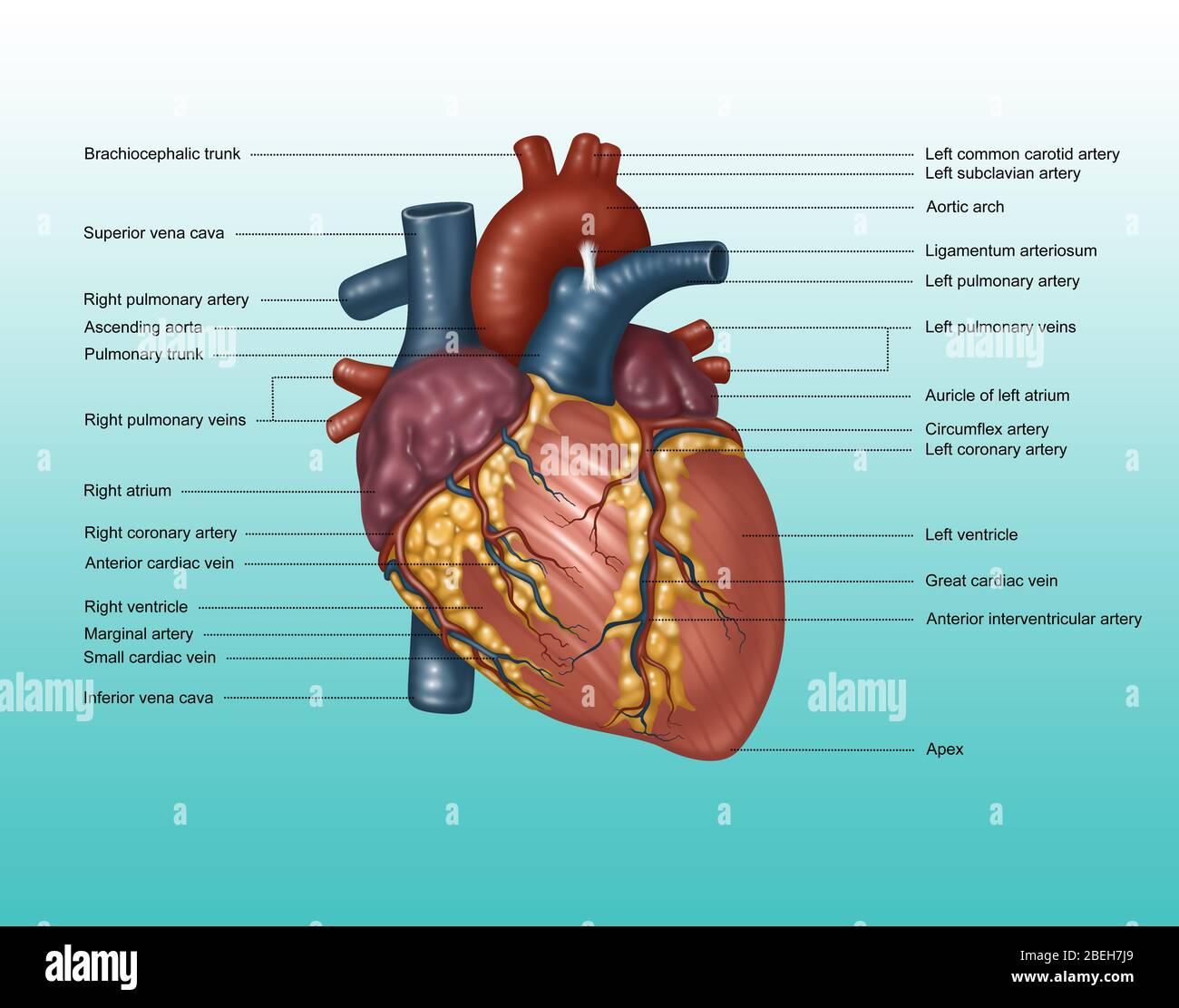 Anatomie cardiaque saine, illustration Photo Stock - Alamy