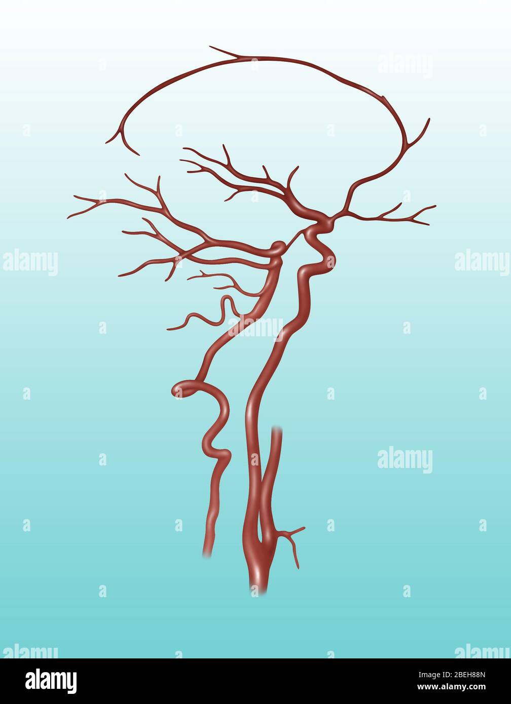 Arteria carotide interna Banque de photographies et d’images à haute ...