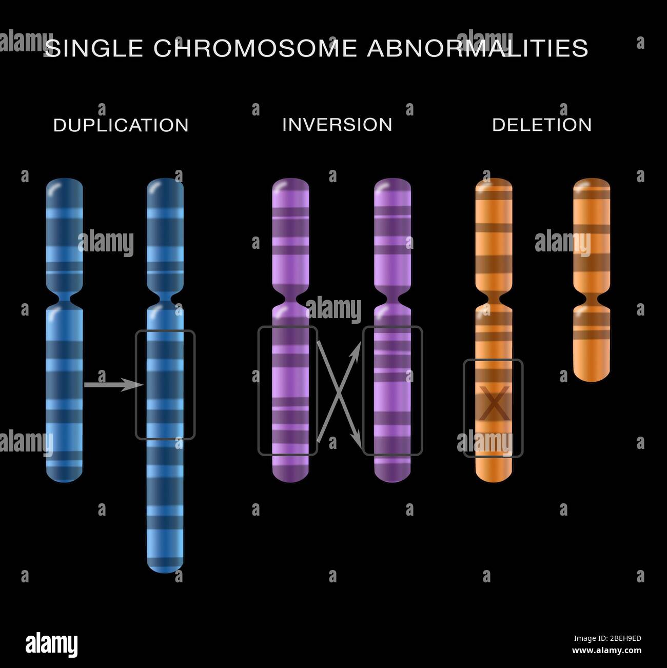 Inversion chromosomique Banque de photographies et d’images à haute résolution - Alamy