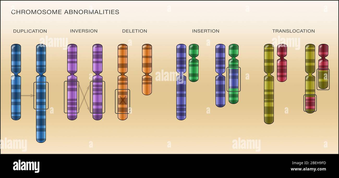 Inversion chromosomique Banque de photographies et d’images à haute résolution - Alamy