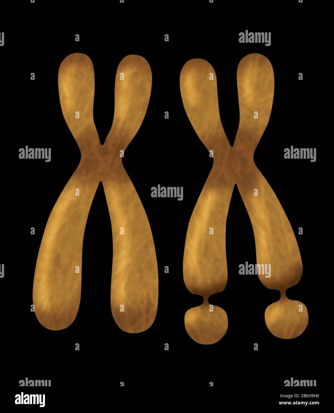 Chromosome x y Banque de photographies et d’images à haute résolution ...