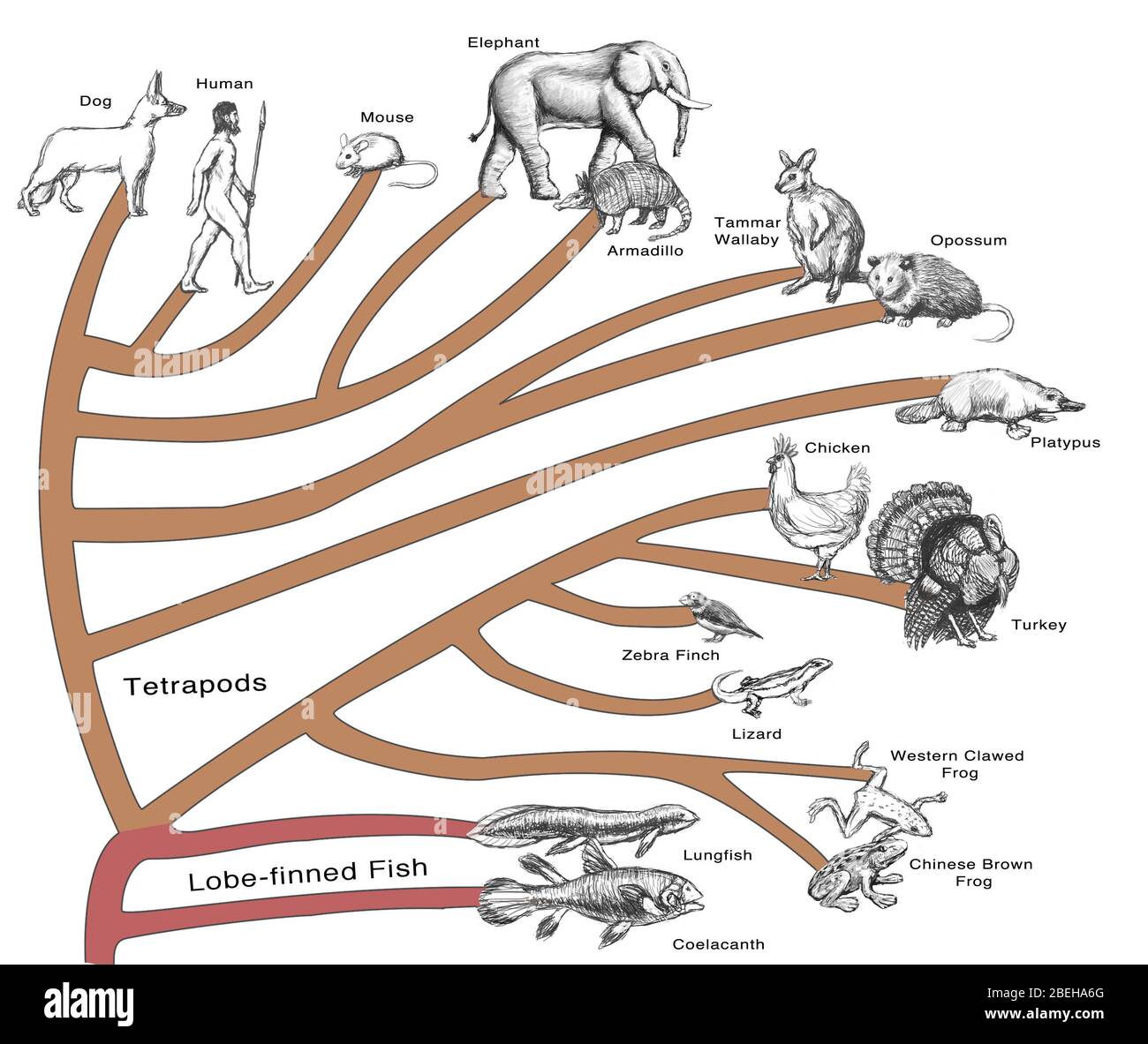 Arbre phylogénétique arbre Banque de photographies et d’images à haute ...