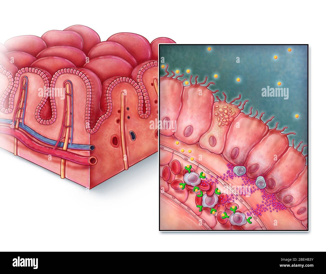 Muqueuse intestinale Banque de photographies et d’images à haute ...