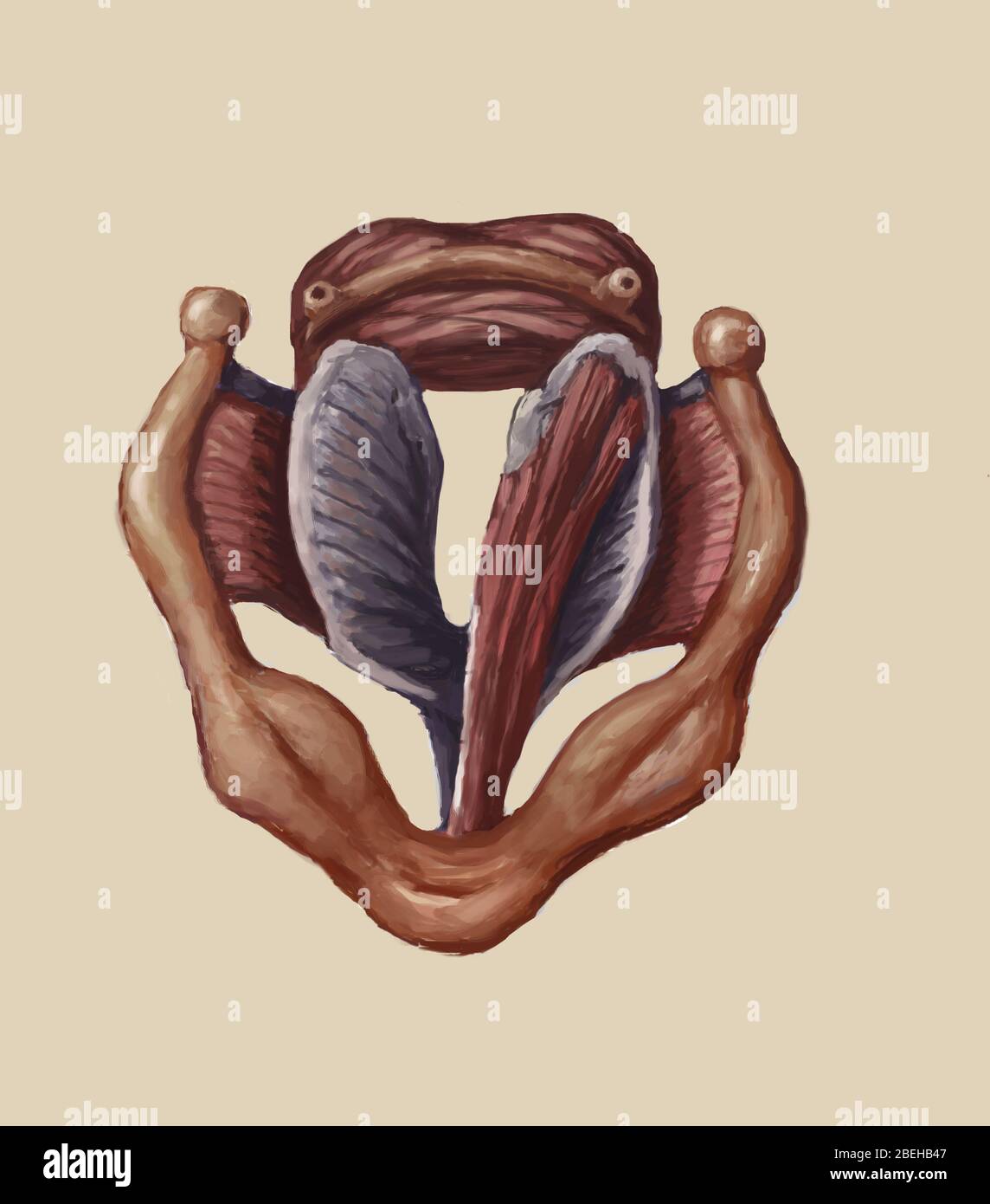 Anatomie d'une trachée, illustration Photo Stock - Alamy