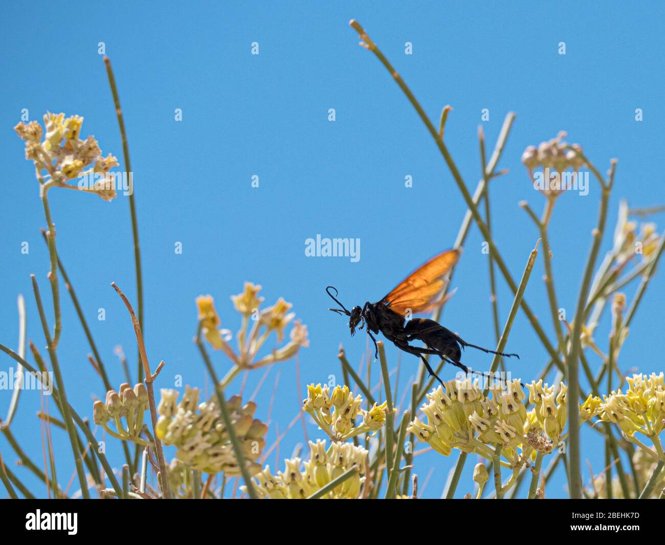 Tarantula hawk Banque de photographies et d’images à haute résolution ...