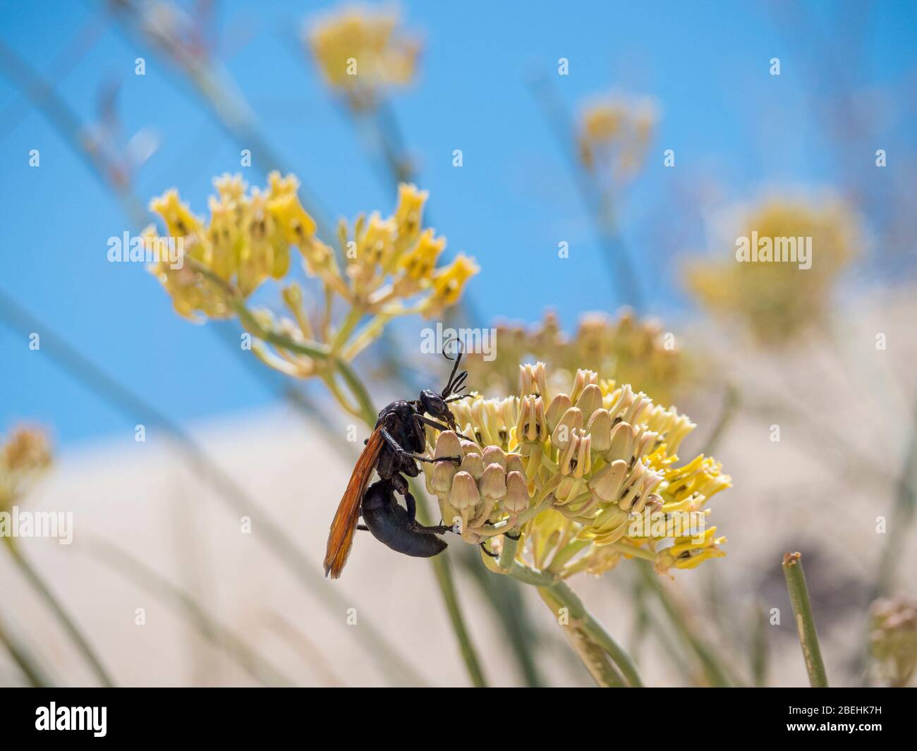Tarantula hawk Banque de photographies et d’images à haute résolution - Alamy