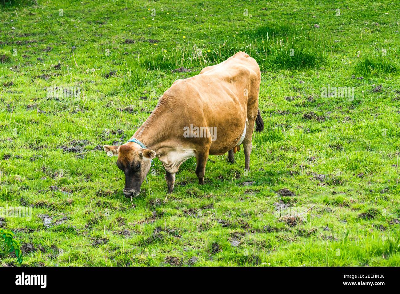 Queue de vache Banque de photographies et d’images à haute résolution ...
