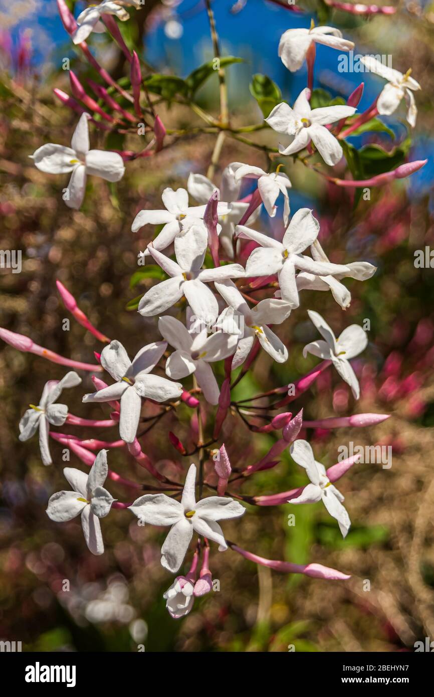 Jasmin jasminum officinale Banque de photographies et d’images à haute ...