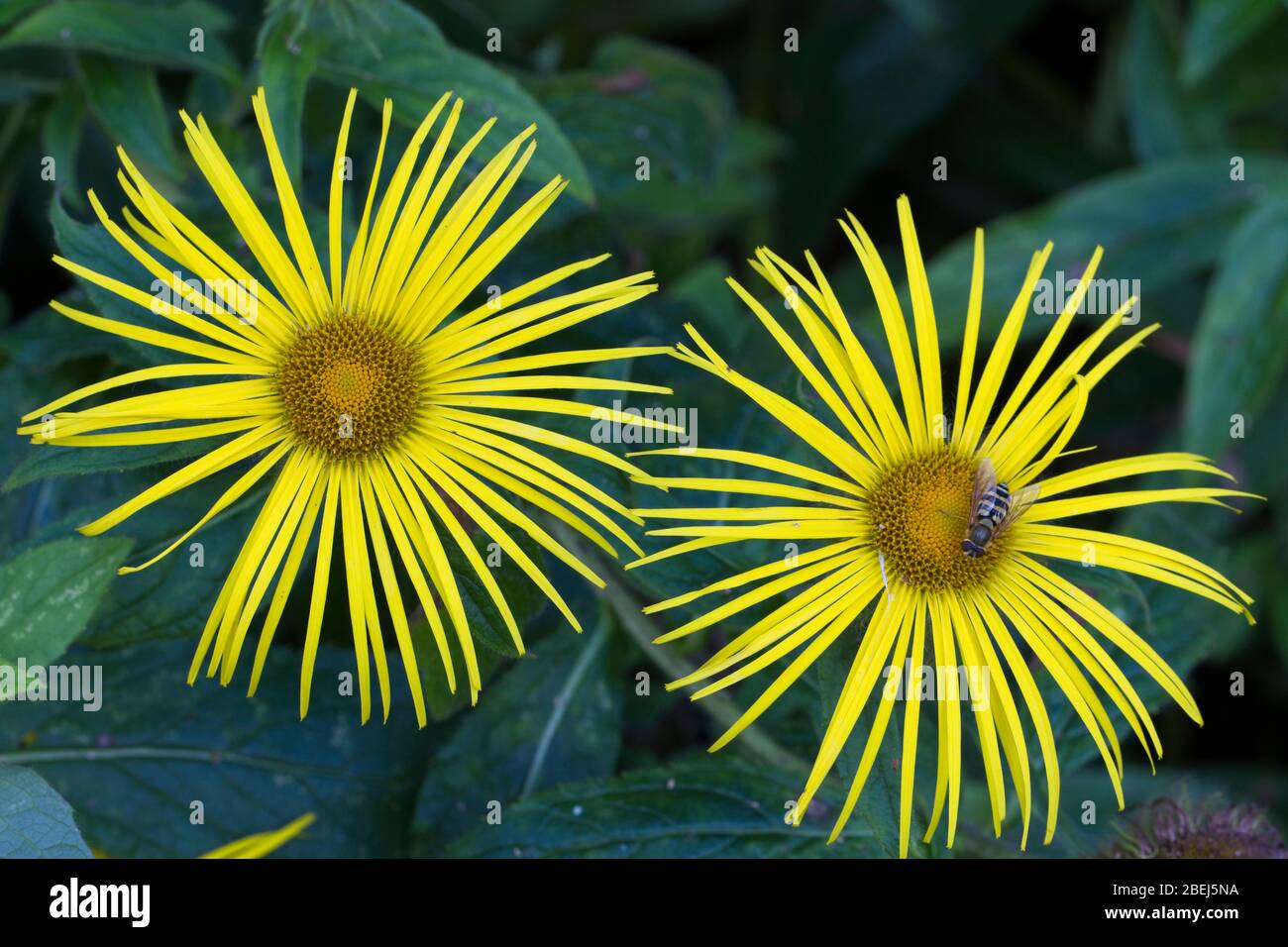 Inula hookeri Banque de photographies et d’images à haute résolution ...