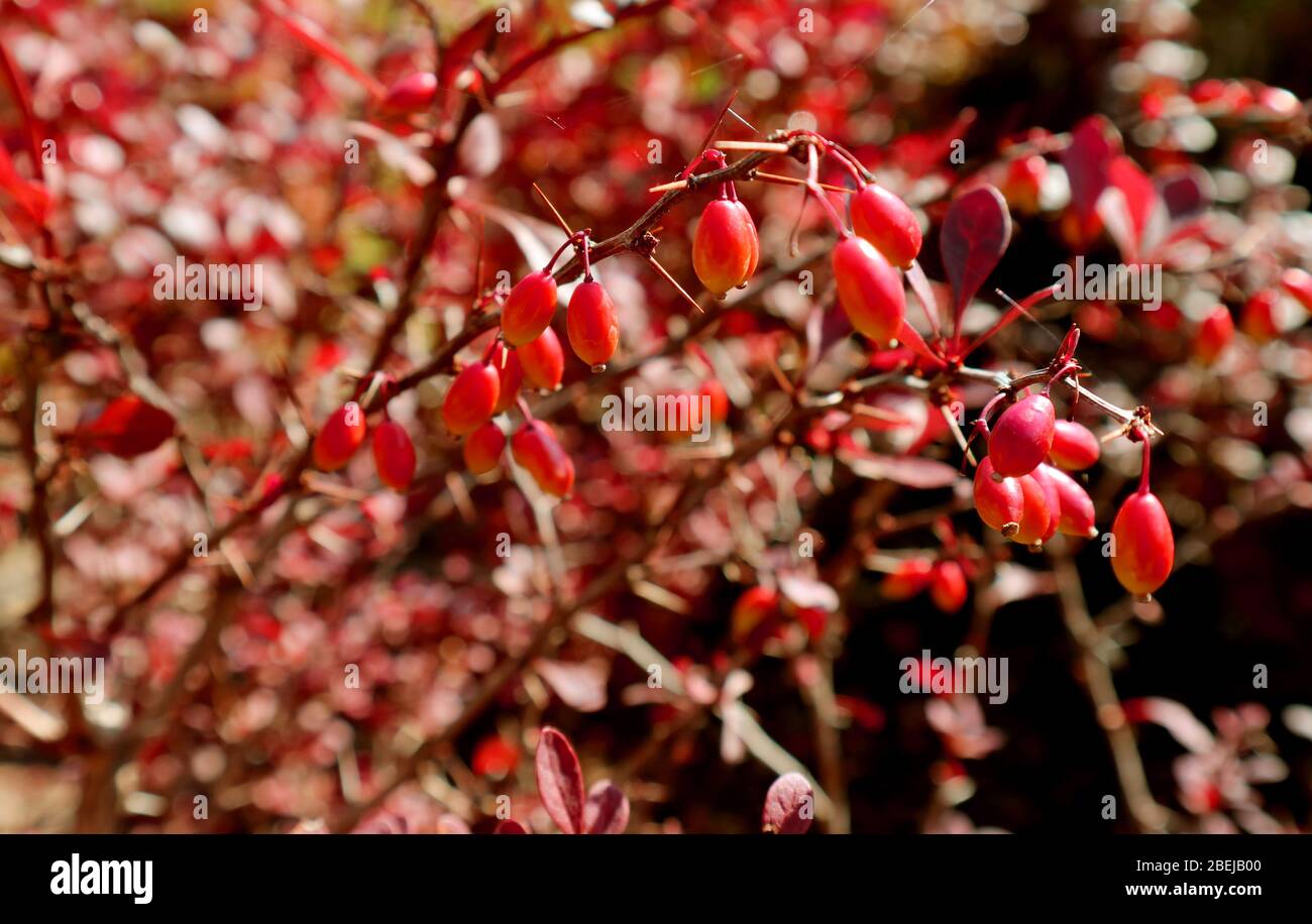 épine vinette sur une branche Banque de photographies et d’images à ...