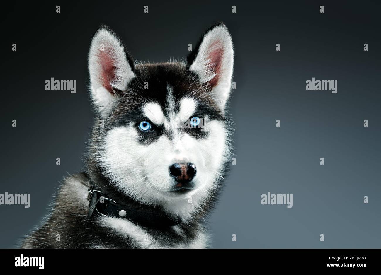 Portrait De Chien En Studio Banque d'image et photos - Alamy