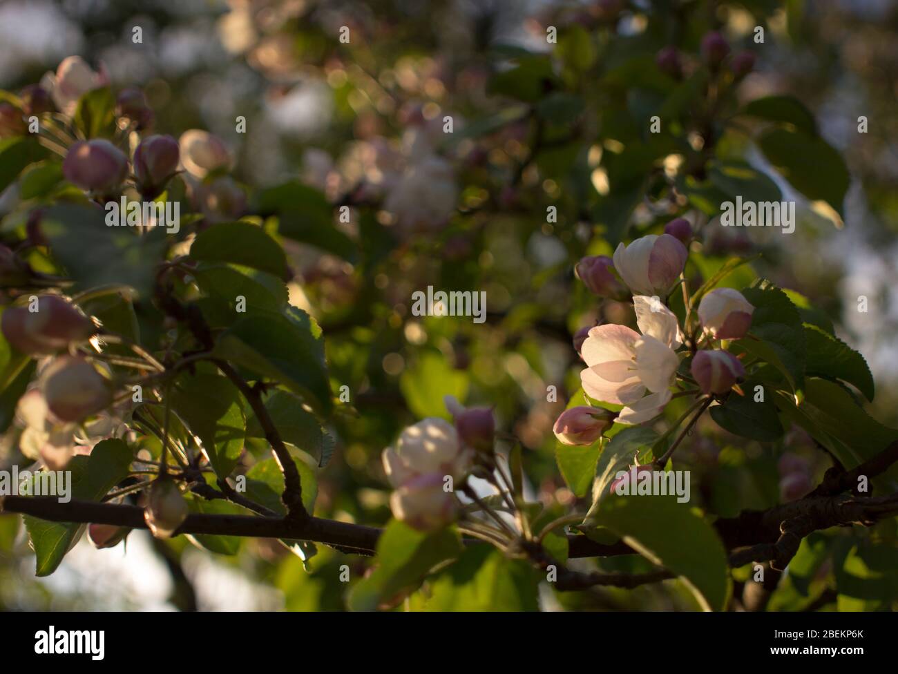 Arbres fleurs Apple. la partie porte-graines d'une plante, composé d ...