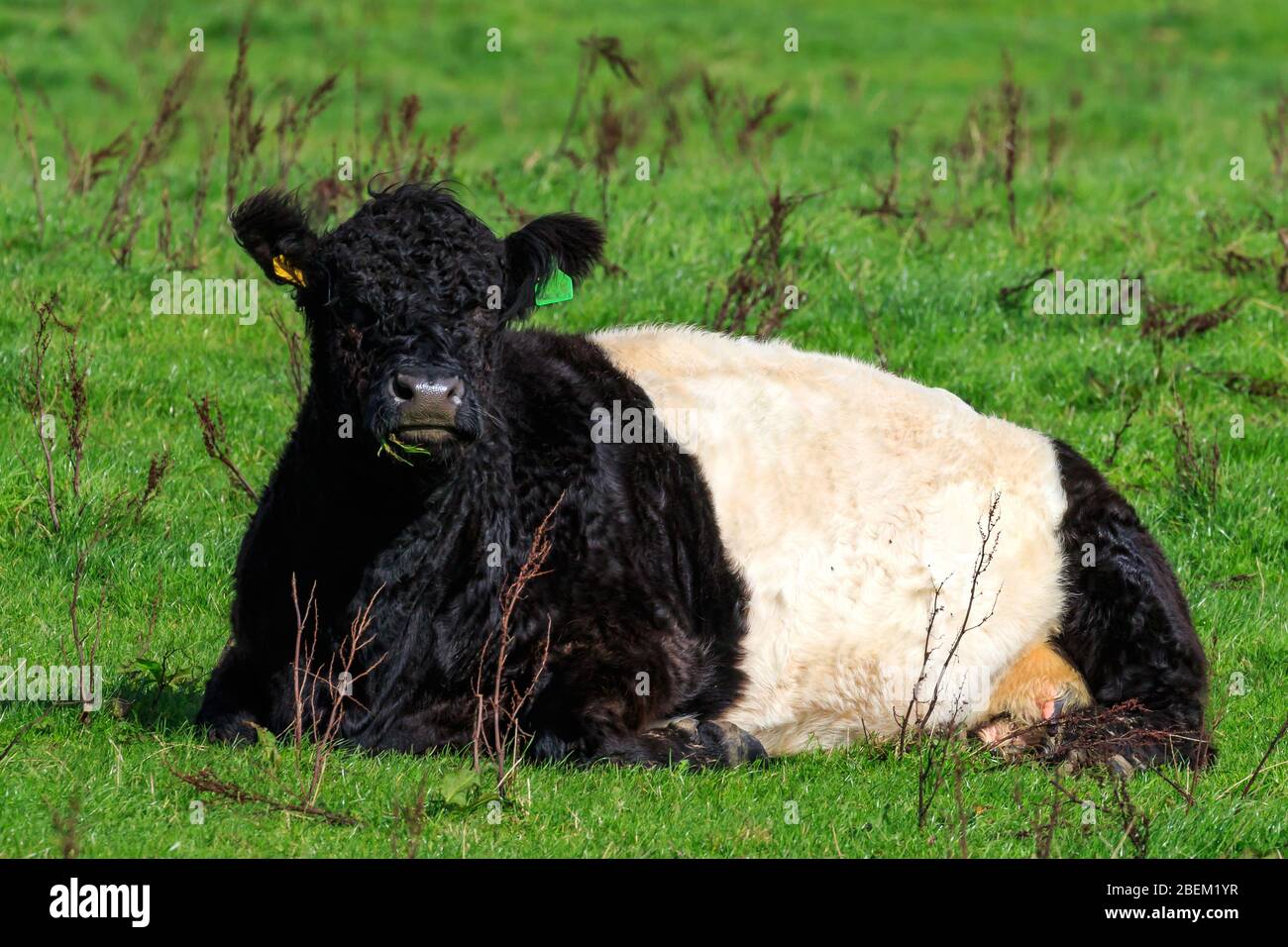 Belted galloway cow Banque de photographies et d’images à haute ...