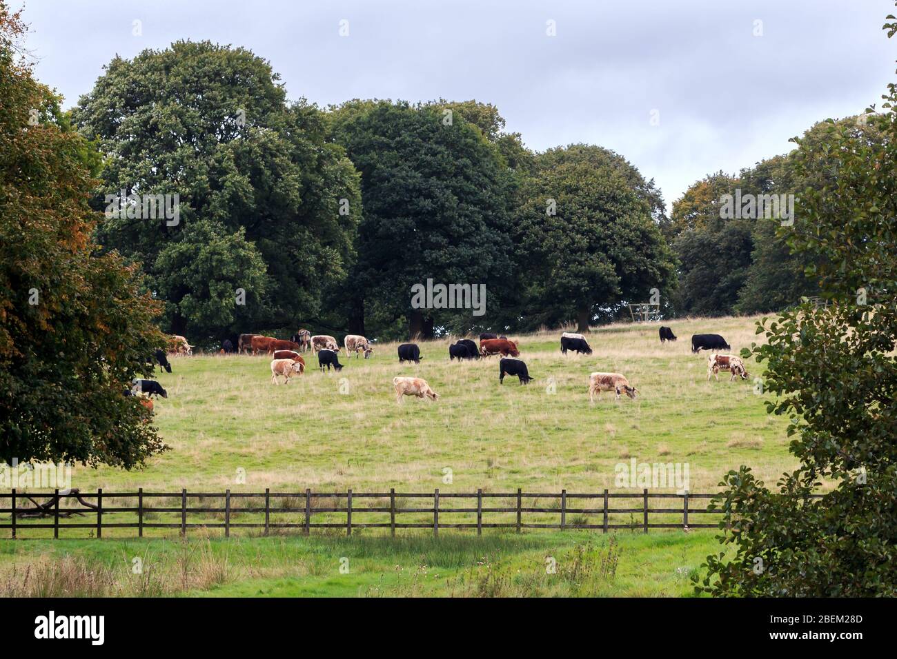 Race de vache anglaise Banque de photographies et d’images à haute ...