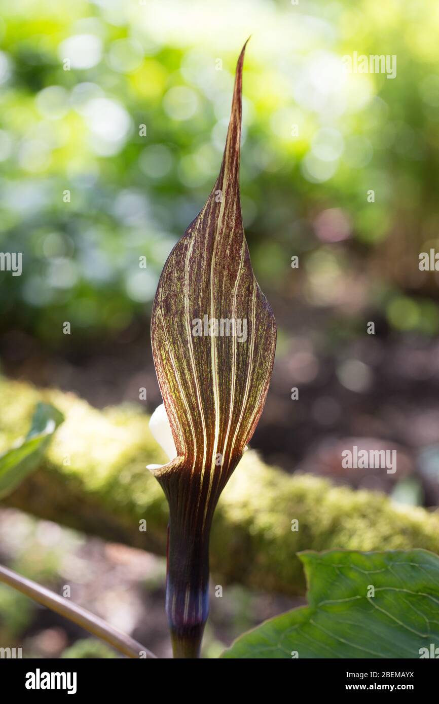 L'arisaema japonais Banque de photographies et d’images à haute ...