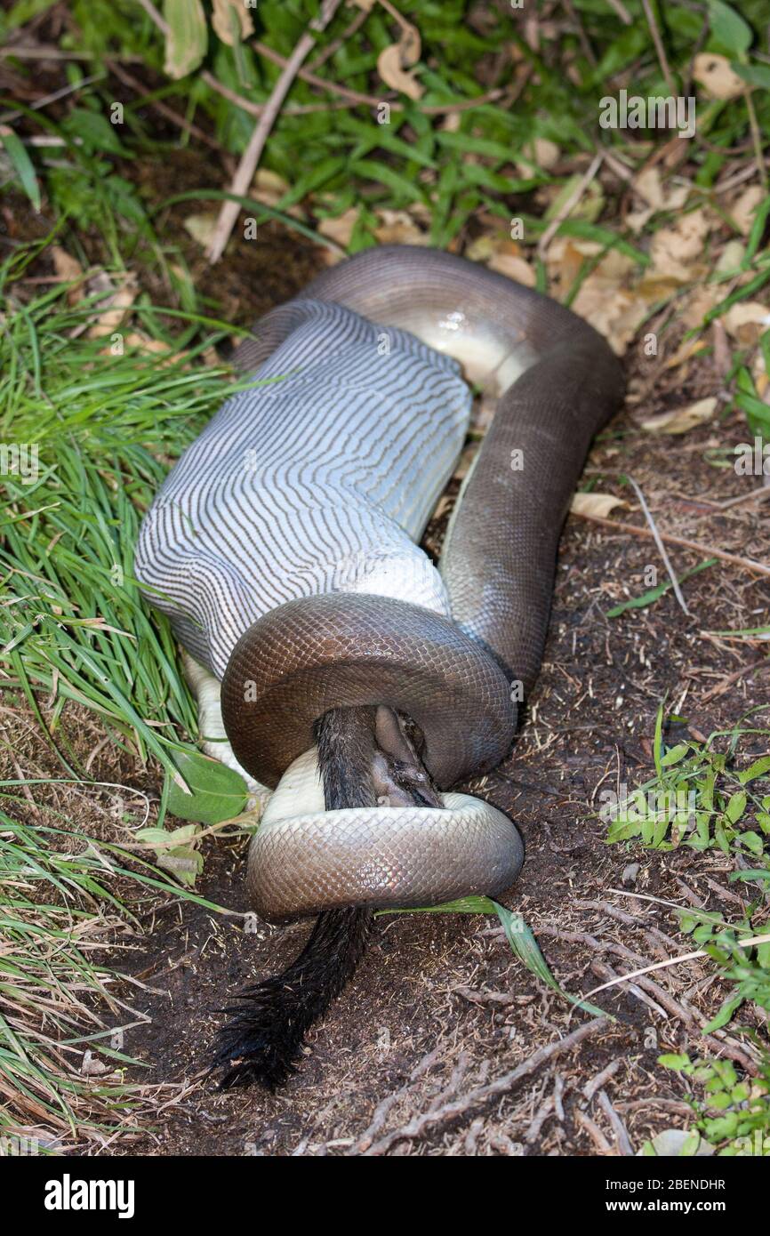 Olive python liasis olivaceus Banque de photographies et d’images à ...