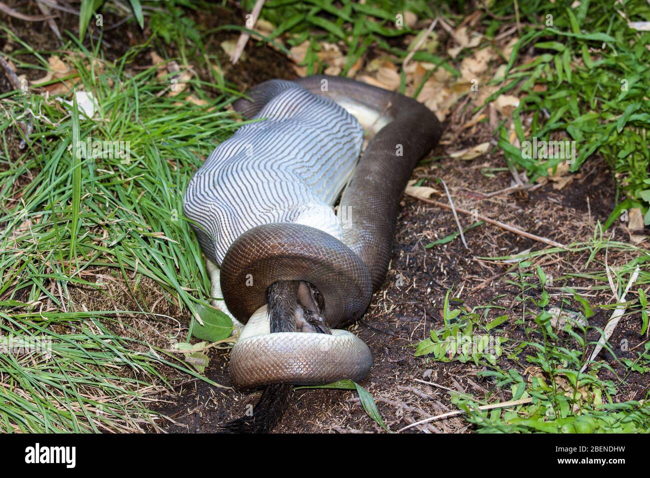 Olive python liasis olivaceus Banque de photographies et d’images à ...