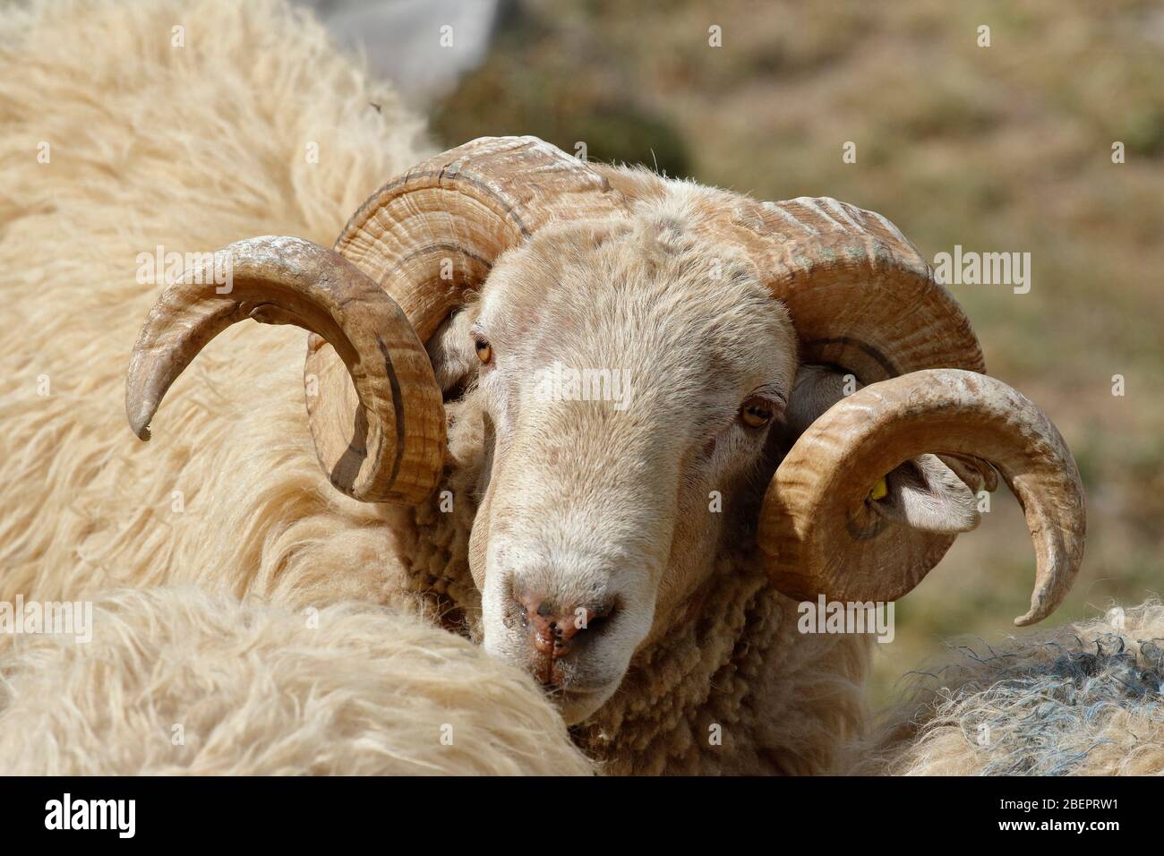 Grandes cornes Banque de photographies et d’images à haute résolution ...