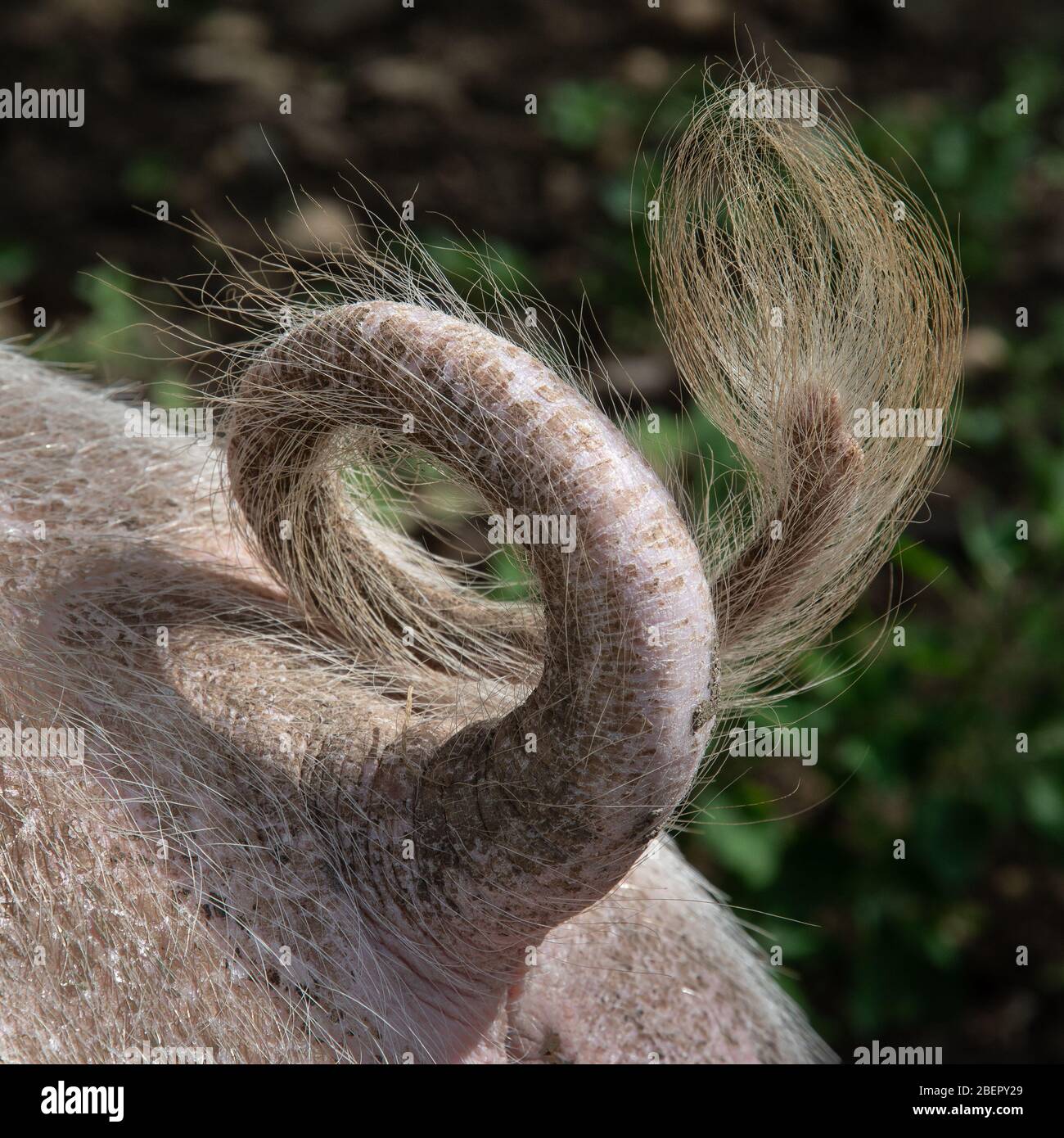 Pig tail Banque de photographies et d’images à haute résolution - Alamy
