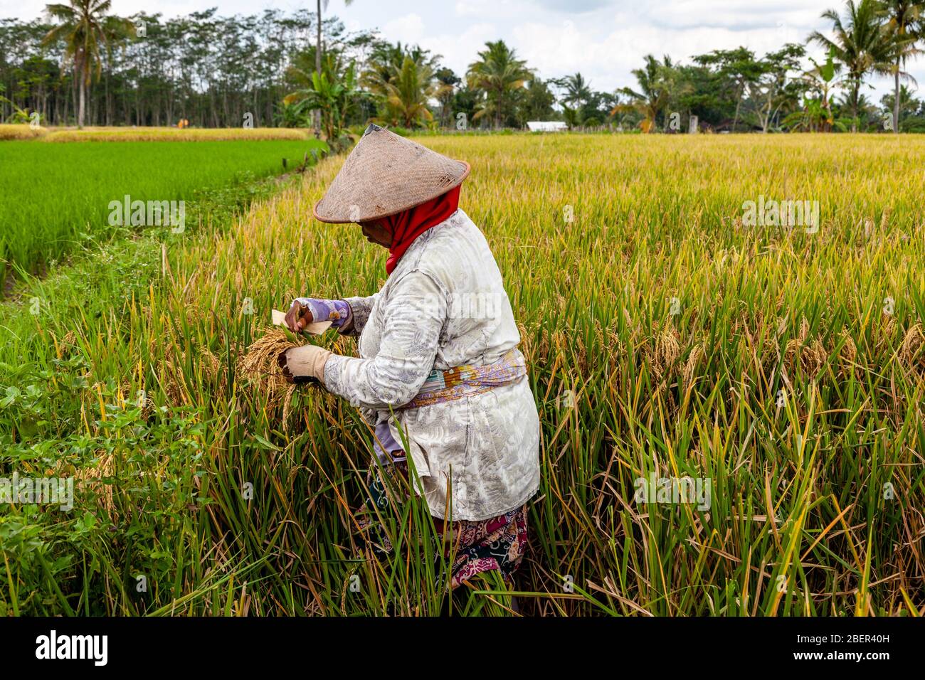 Femme indonésie champs Banque de photographies et d’images à haute ...
