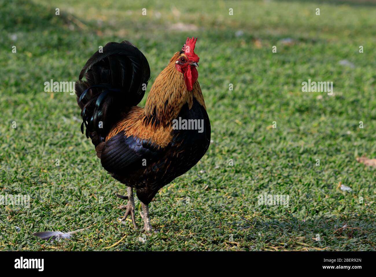 Col de coq avec un or debout sur une jambe, volaille, animaux ...