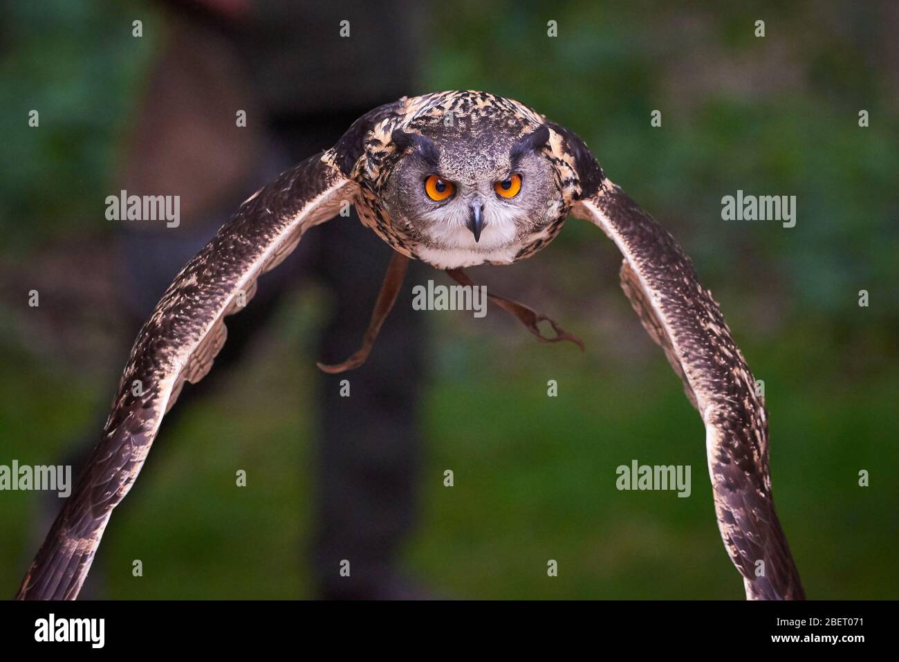Hibou grand duc en vol Banque de photographies et d’images à haute ...