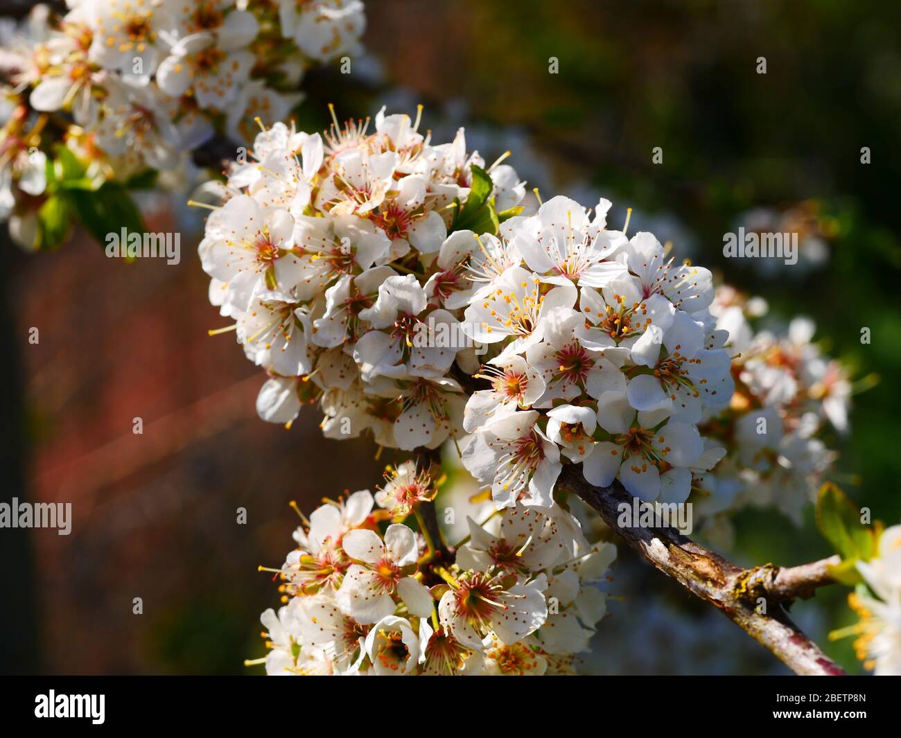 Fleur de prune Banque de photographies et d’images à haute résolution ...