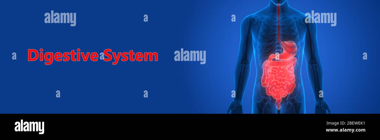 Anatomie du système digestif humain Photo Stock - Alamy