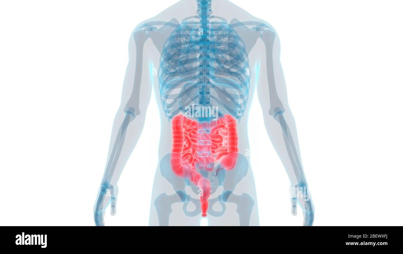 Organes internes du système digestif humain gros et petit intestin ...