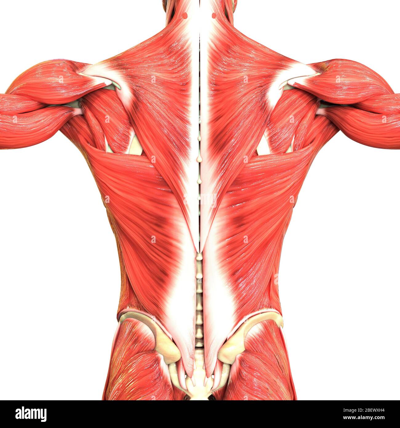 Anatomie du système musculaire humain Photo Stock - Alamy