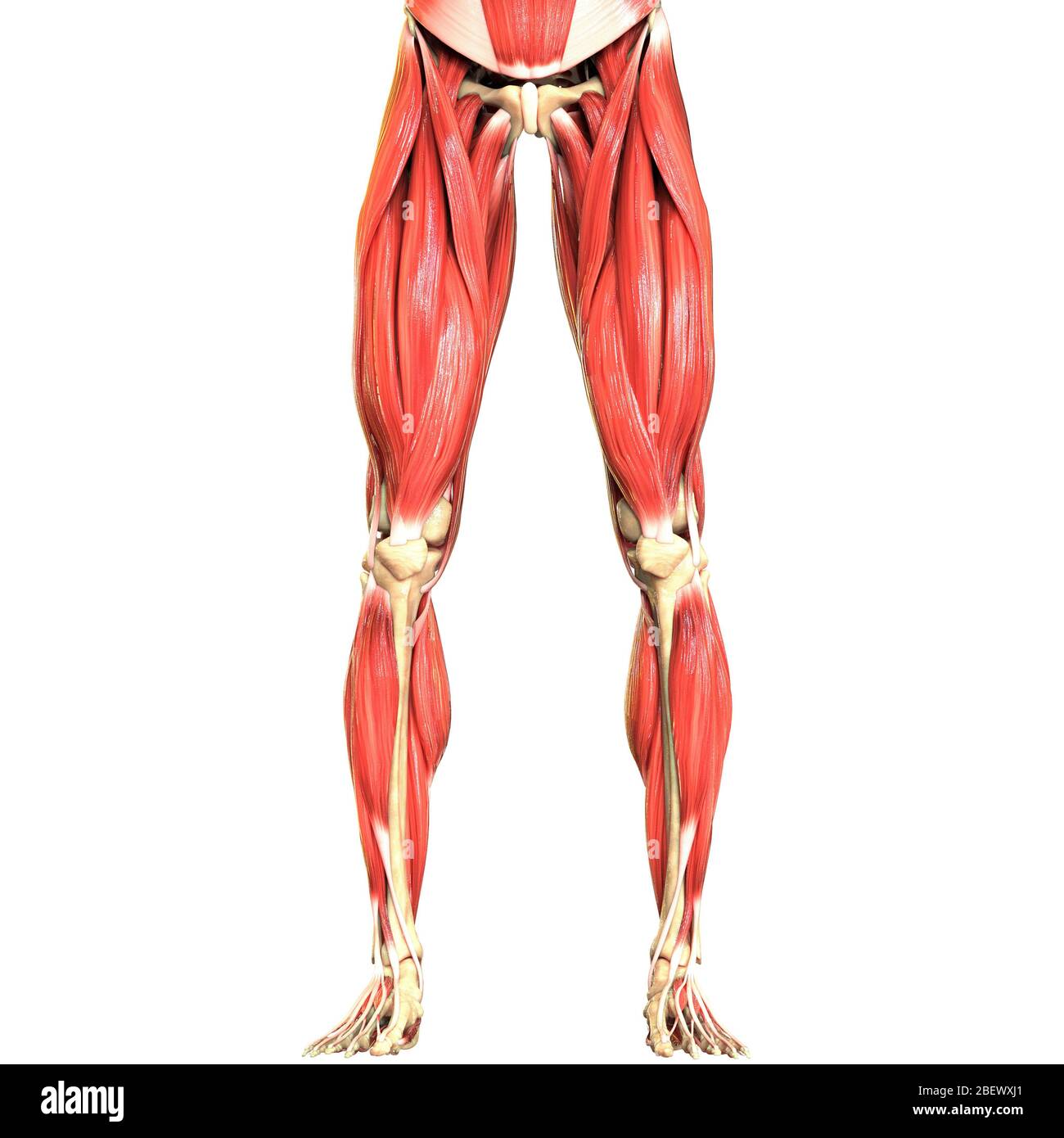 Anatomie du système musculaire humain Photo Stock - Alamy