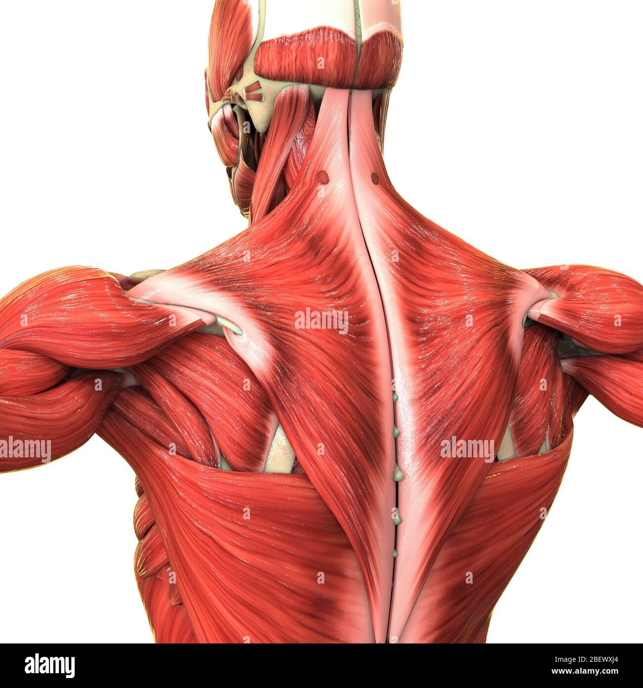 Anatomie du système musculaire humain Photo Stock - Alamy