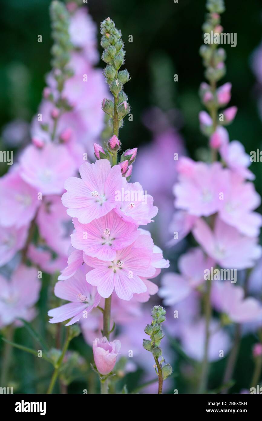 Sidalcea 'la beauté sexuelle' la mace des Prairies aussi connue sous le ...