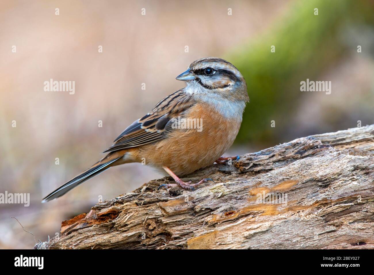 Bois Pourri Banque d'image et photos - Alamy