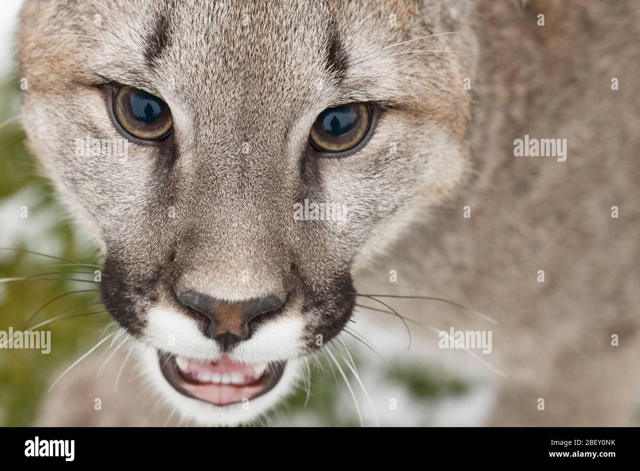 Puma canadien Banque de photographies et d’images à haute résolution ...