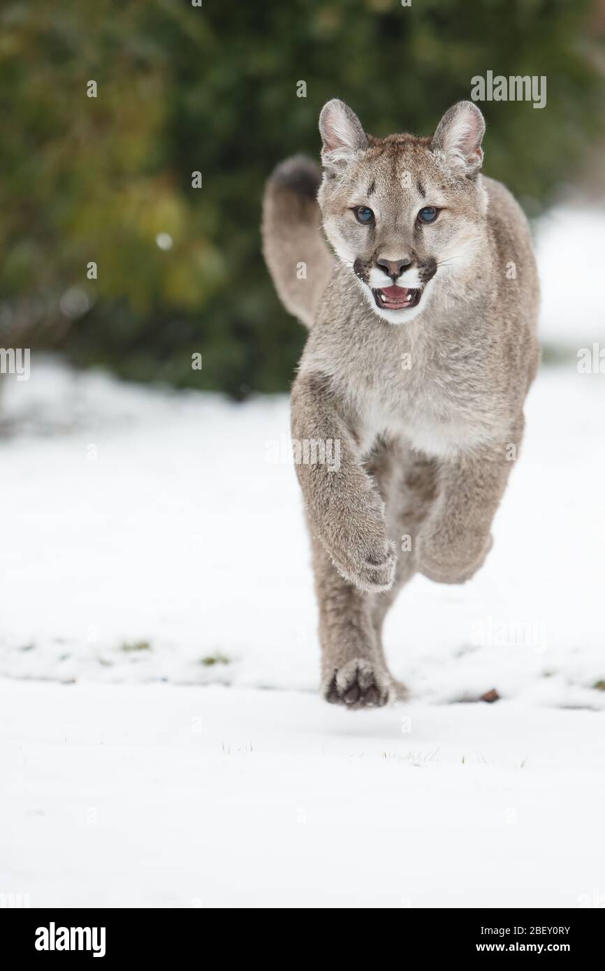 Puma canadien Banque de photographies et d’images à haute résolution ...
