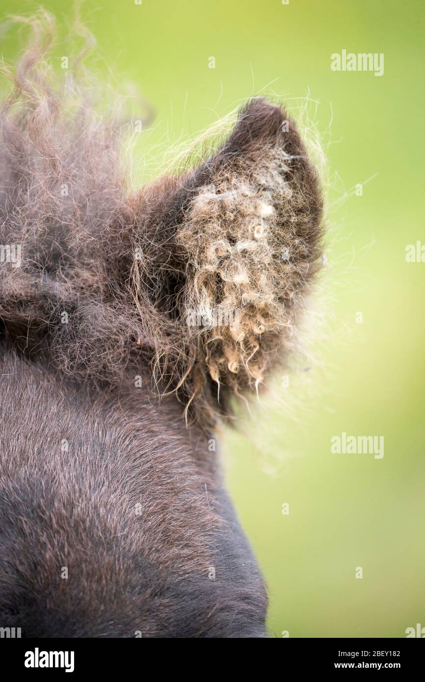 Oreille de cheval Banque de photographies et d’images à haute ...
