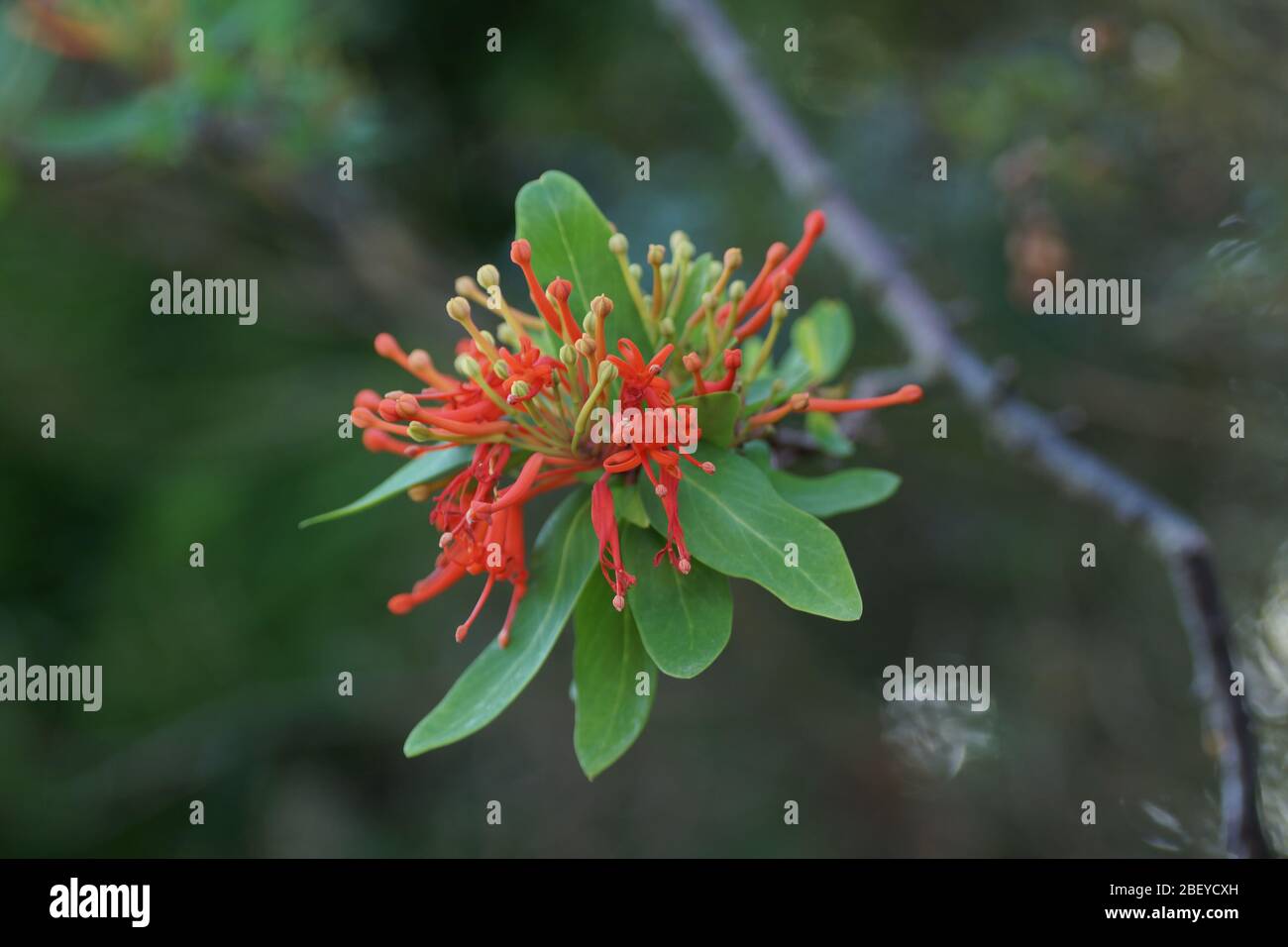 Embothrium coccineum Banque de photographies et d’images à haute ...