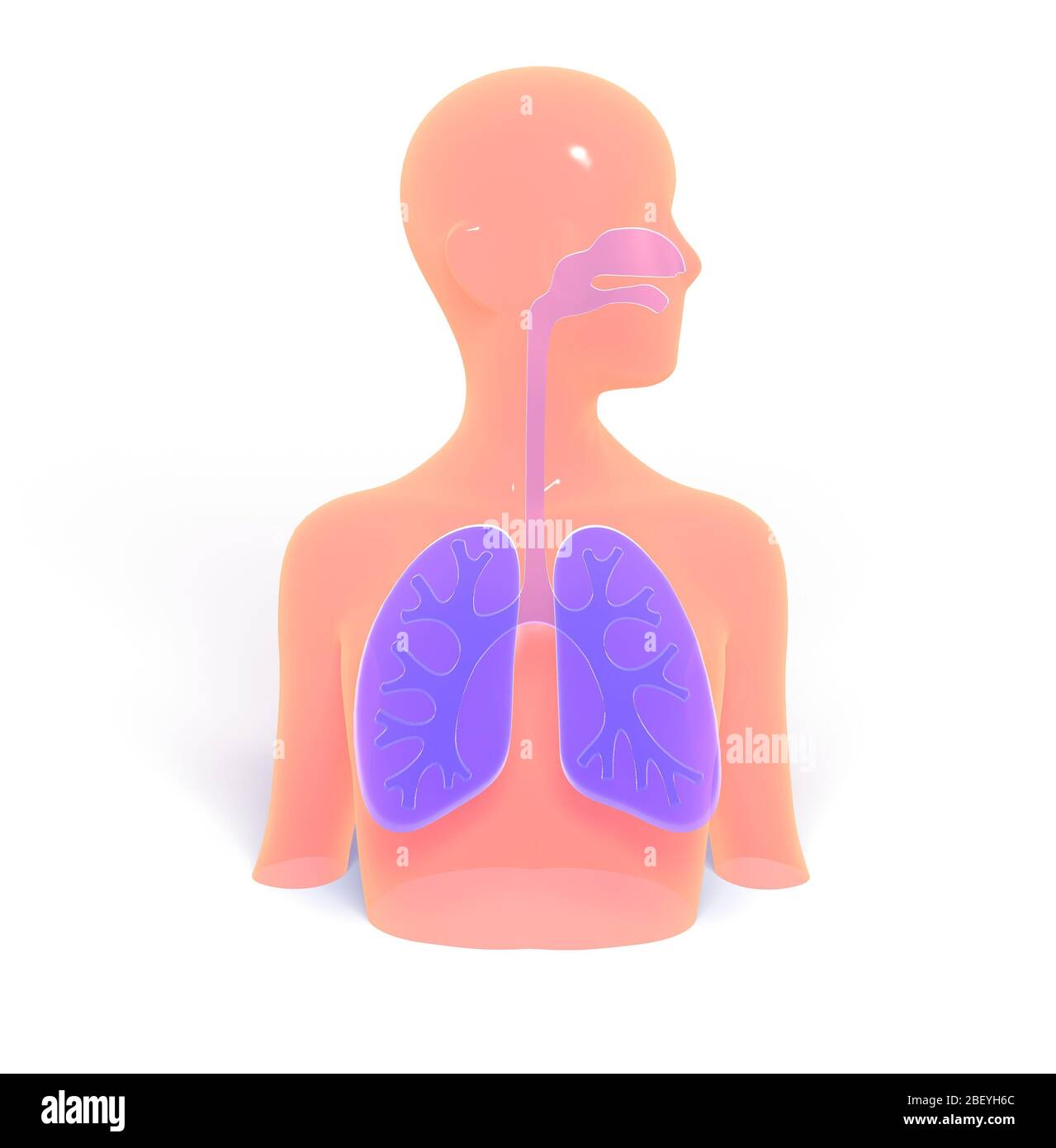 Illustration tridimensionnelle du système respiratoire sur le corps ...