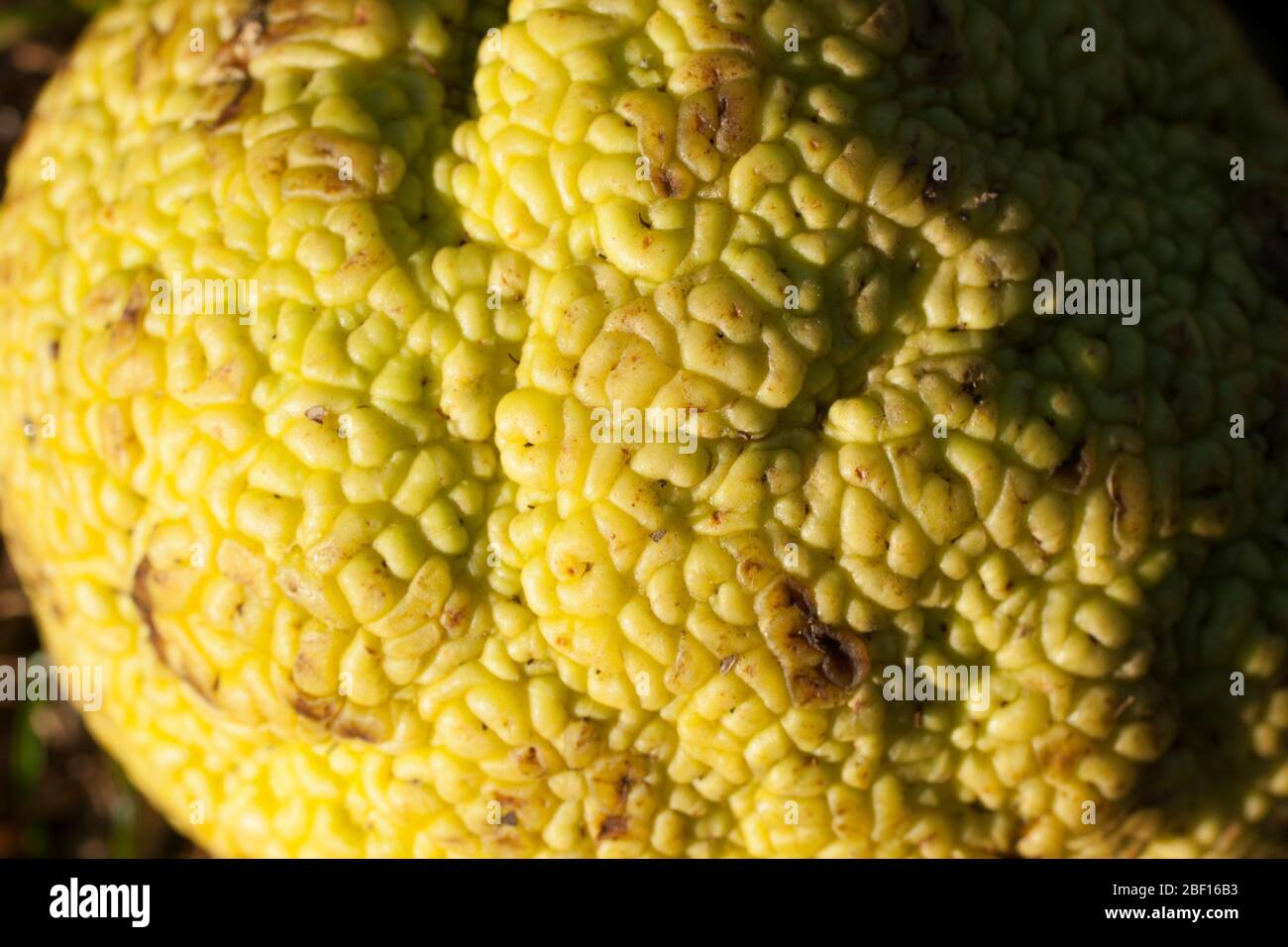 Osage orange fruit Banque de photographies et d’images à haute ...