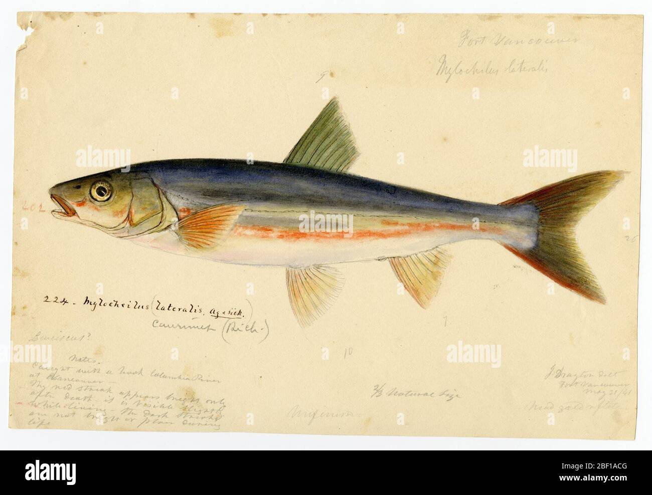 Aquarelle de Cyrprinoid par Joseph Drayton. Dessin d'un Cyrprinoid ...