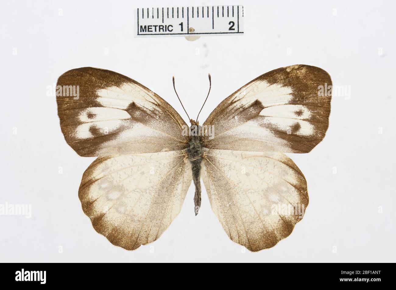 Ixias pyrène Banque de photographies et d’images à haute résolution - Alamy