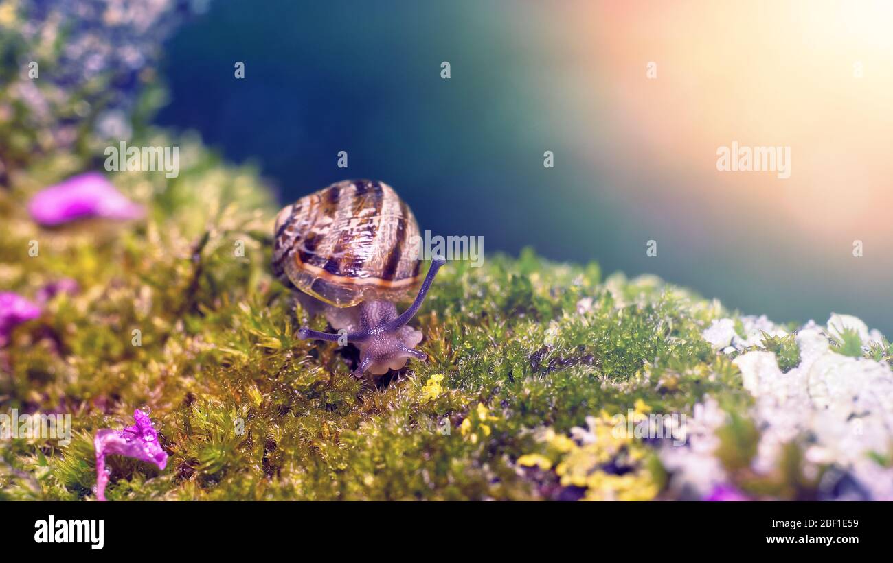 Petit escargot de mer Banque de photographies et d’images à haute ...