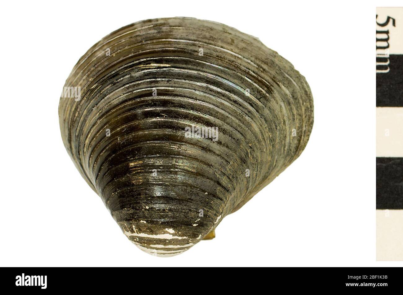 Marshclam de caroline Banque de photographies et d’images à haute ...