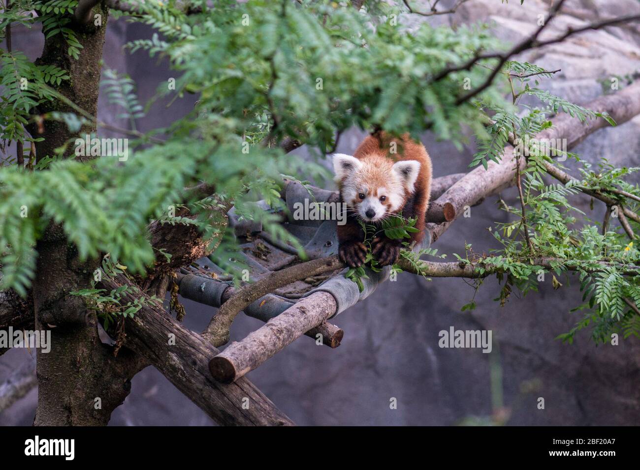 Panda rouge. Espèce: Fulgens,genre: Ailurus,famille: Ailuridae,ordre ...