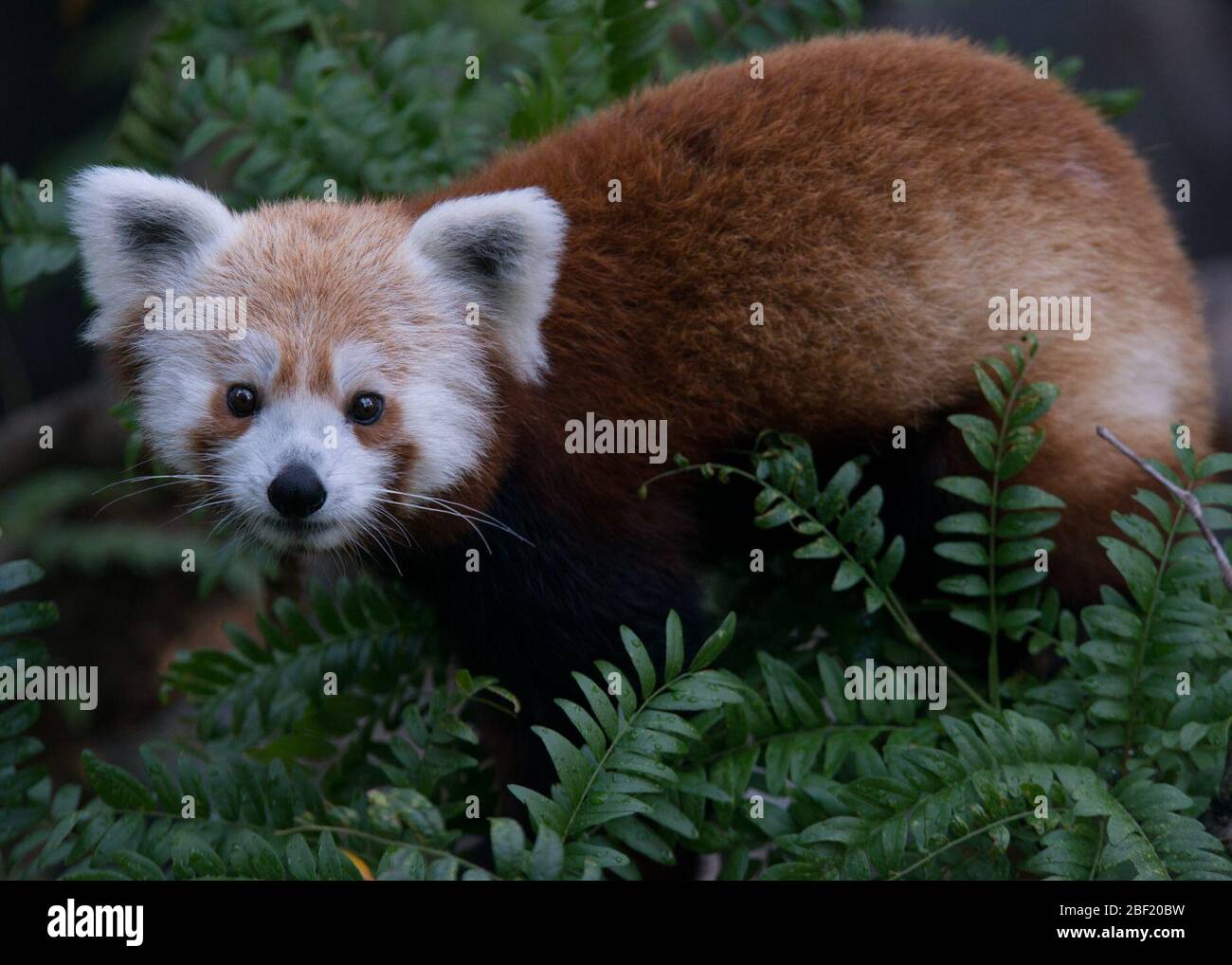 Panda rouge. Espèce: Fulgens,genre: Ailurus,famille: Ailuridae,ordre ...