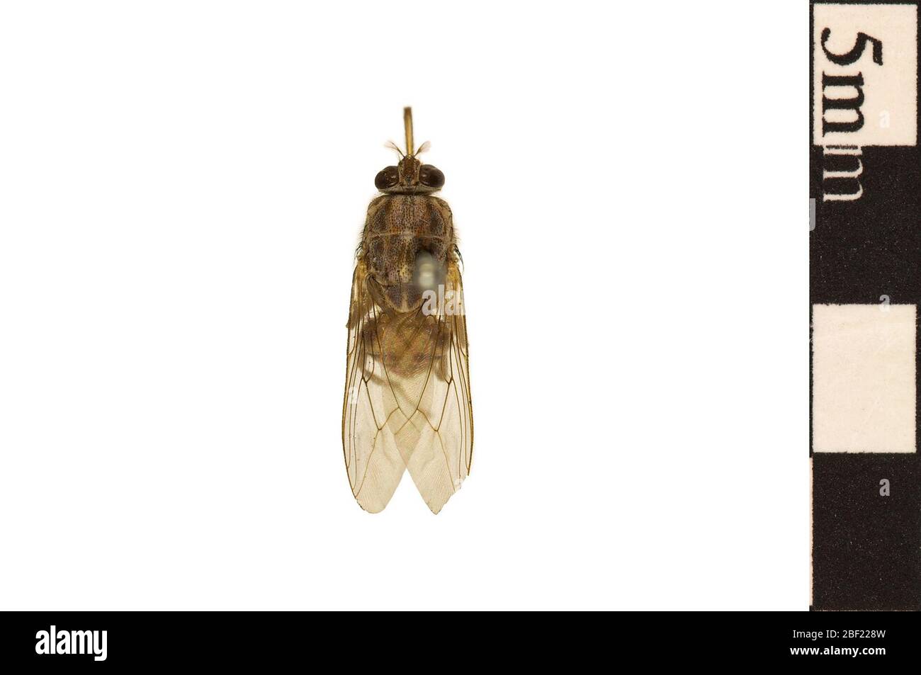 Tsetse fly Banque de photographies et d’images à haute résolution - Alamy