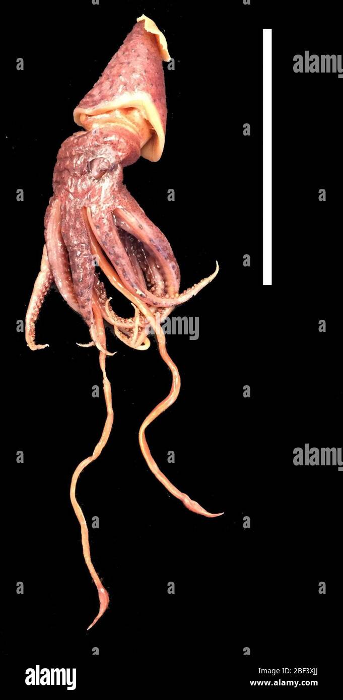 Histioteuthis couronne Banque de photographies et d’images à haute ...