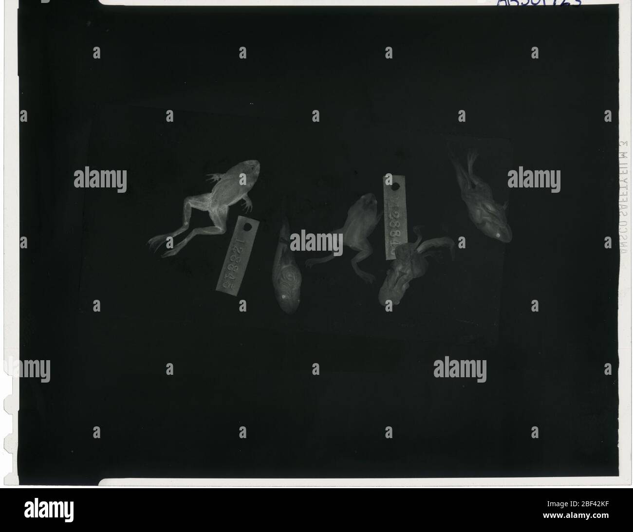 Pipa pipa frog Banque de photographies et d’images à haute résolution ...